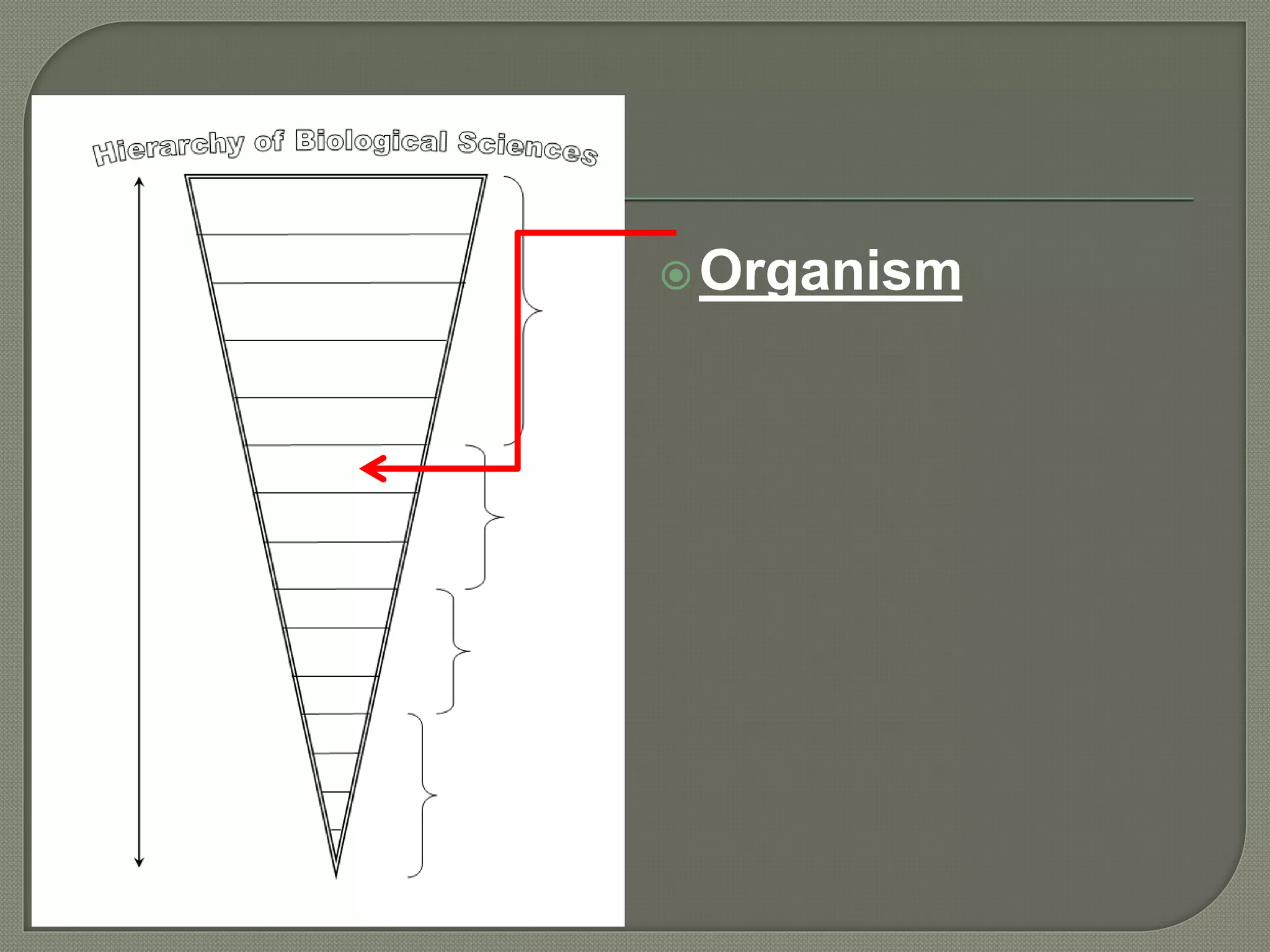 Hierarchy of biology | PPTX | Biological Sciences | Science