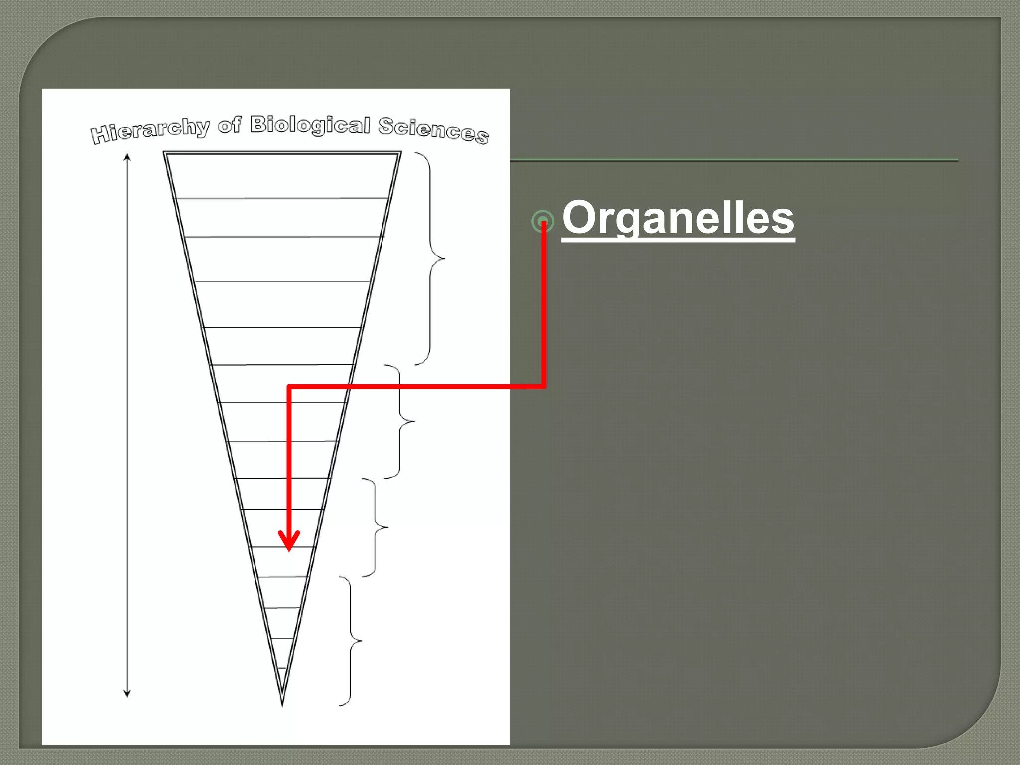 Hierarchy of biology | PPTX | Biological Sciences | Science