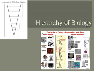 Hierarchy of biology | PPTX | Biological Sciences | Science