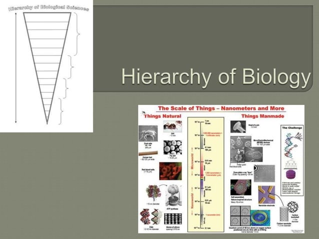 Hierarchy of biology | PPTX | Biological Sciences | Science