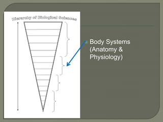 Hierarchy of biology | PPTX | Biological Sciences | Science