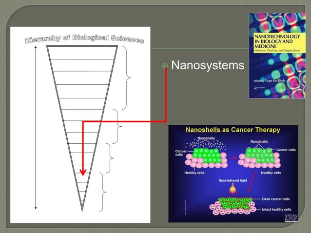 Hierarchy of biology | PPTX | Biological Sciences | Science
