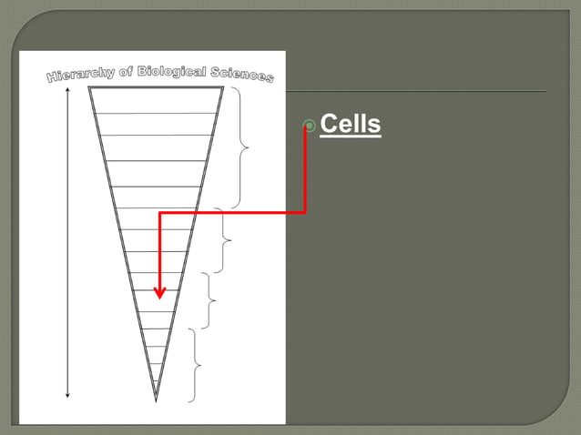 Hierarchy of biology | PPTX | Biological Sciences | Science