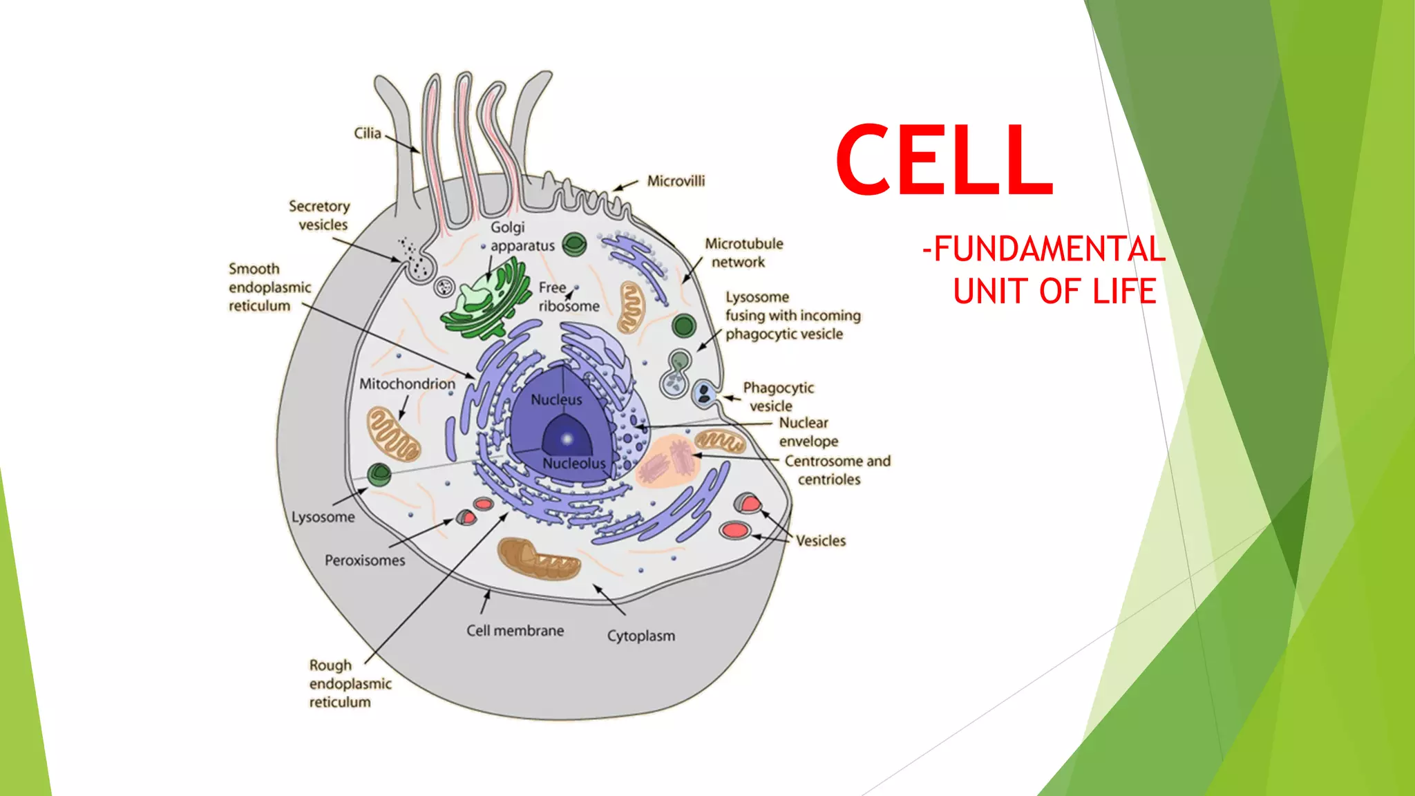 Hierarchy of cellular organization | PPT | Biological Sciences | Science