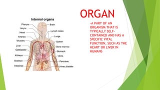 Hierarchy of cellular organization | PPT | Biological Sciences | Science