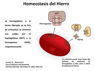 Impacto de la deficiencia de hierro en el Sistema Inmune | PDF