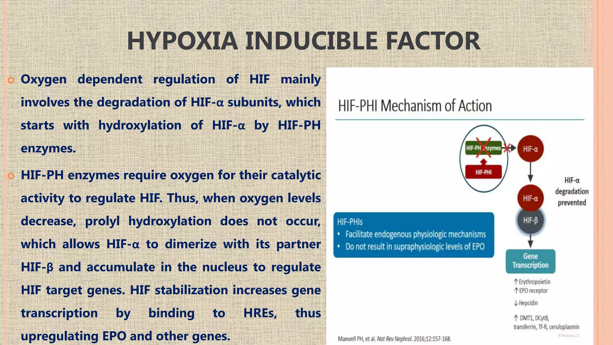 Hif ph inhibitors for anemia in ckd | PPT