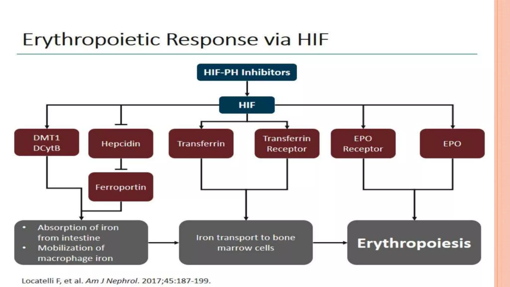 Hif ph inhibitors for anemia in ckd | PPT