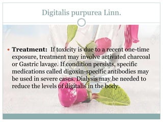 Digitalis purpurea Linn. | PPTX
