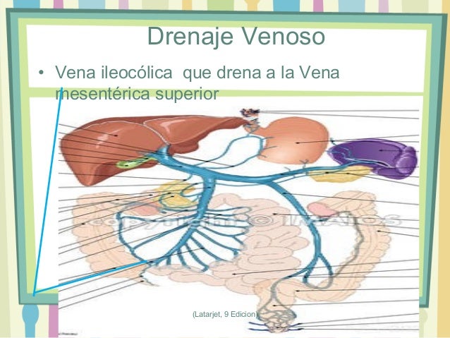 ANATOMIA E HISTOLOGIA DEL INTESTINO GRUESO
