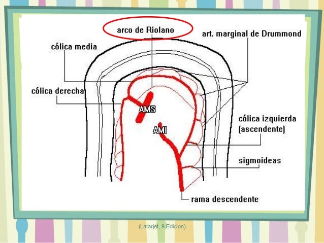 ANATOMIA E HISTOLOGIA DEL INTESTINO GRUESO