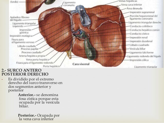 ANATOMIA HUMANA DEL HIGADO