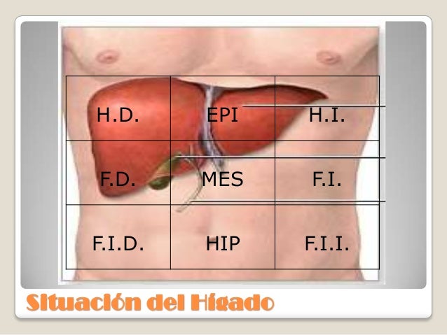 Hígado