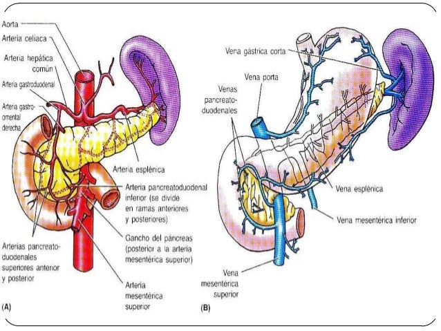 Higado anatomia