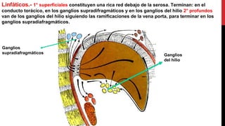 Anatomia del Higado | PPT