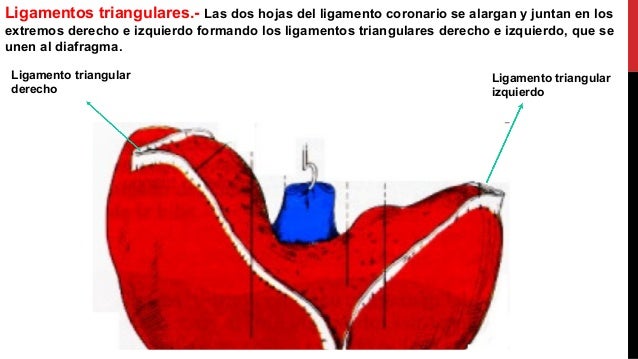 Ligamento Coronario Del Higado - slingo