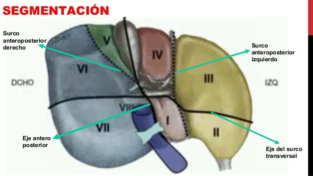 Anatomia del Higado
