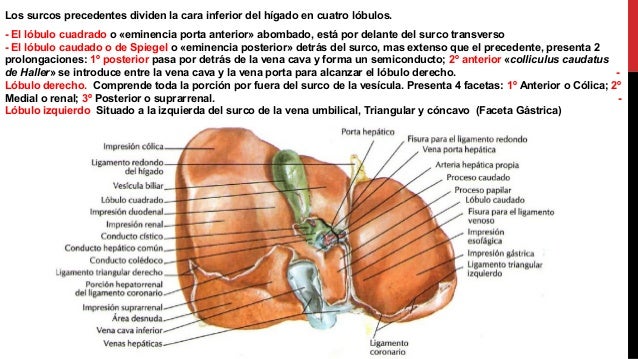 Anatomia del Higado