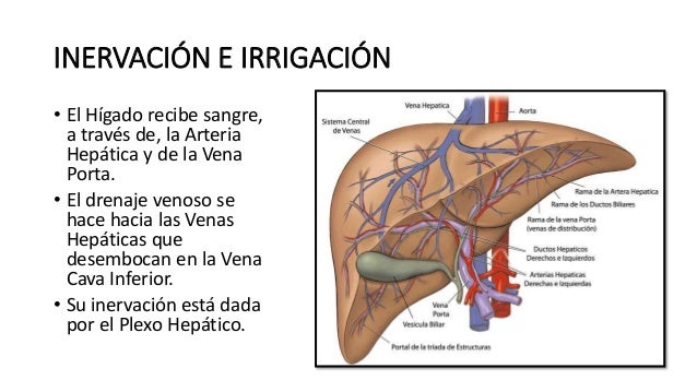 Anatomía de hígado y vías biliares