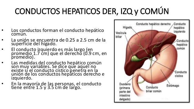 Anatomía de hígado y vías biliares