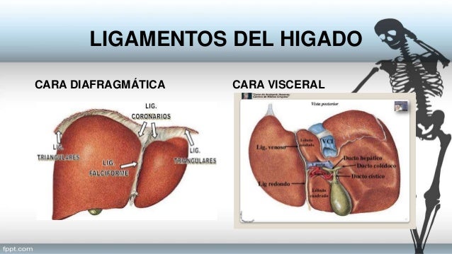 Higado y vesicula biliar