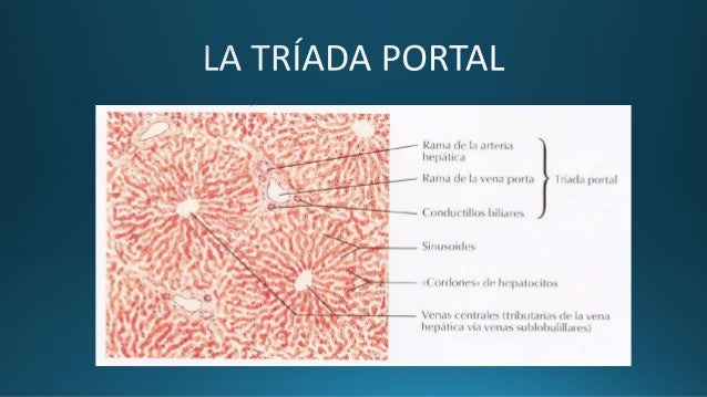 Tríada Portal De Histología Hepática