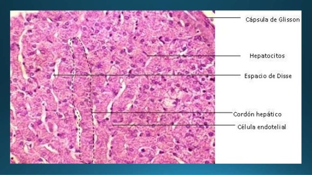 Triadaportaluluihistologiehepatica