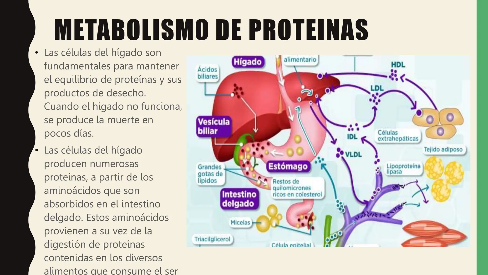 Hígado y vías biliares el sistema de metabolismo de lípidos ...