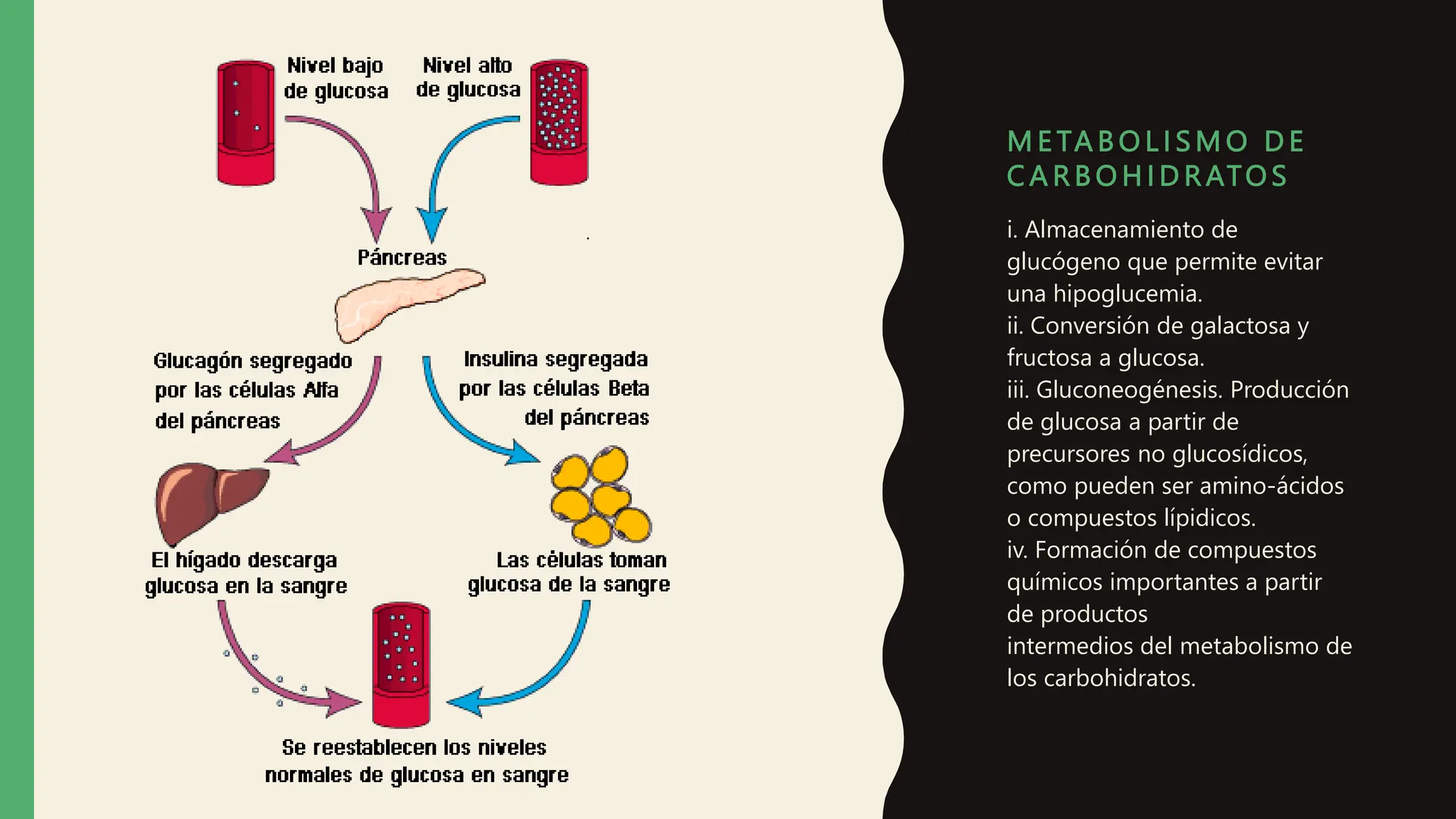 Hígado y vías biliares el sistema de metabolismo de lípidos ...