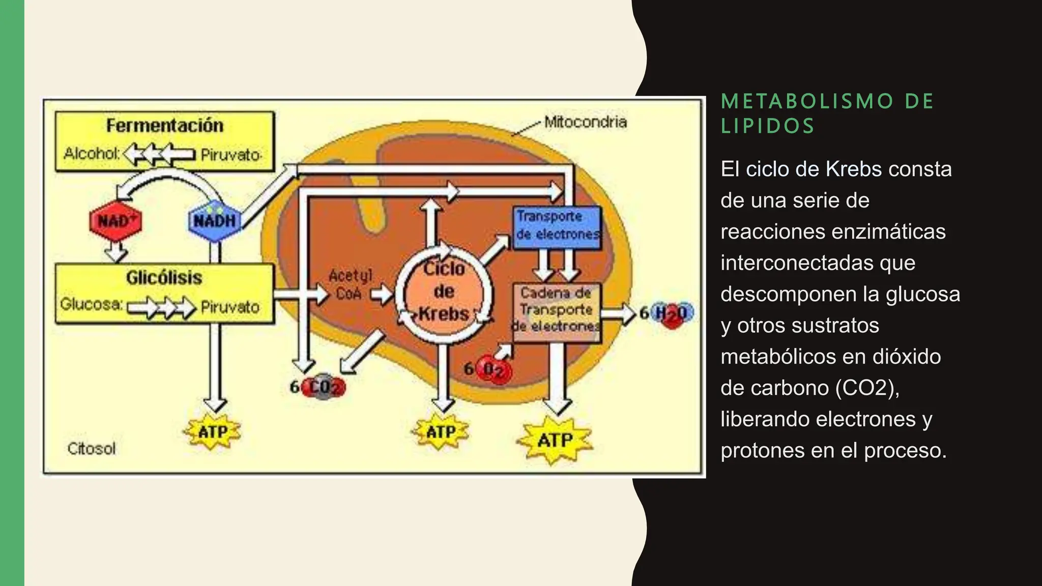 Hígado y vías biliares el sistema de metabolismo de lípidos ...
