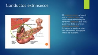 Higado pancreas | PPTX