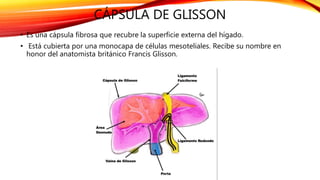 Higado - Pancreas- Vias biliares . | PPTX