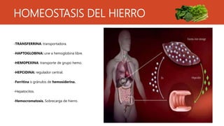 Caracteristicas histologicas del higado | PPTX