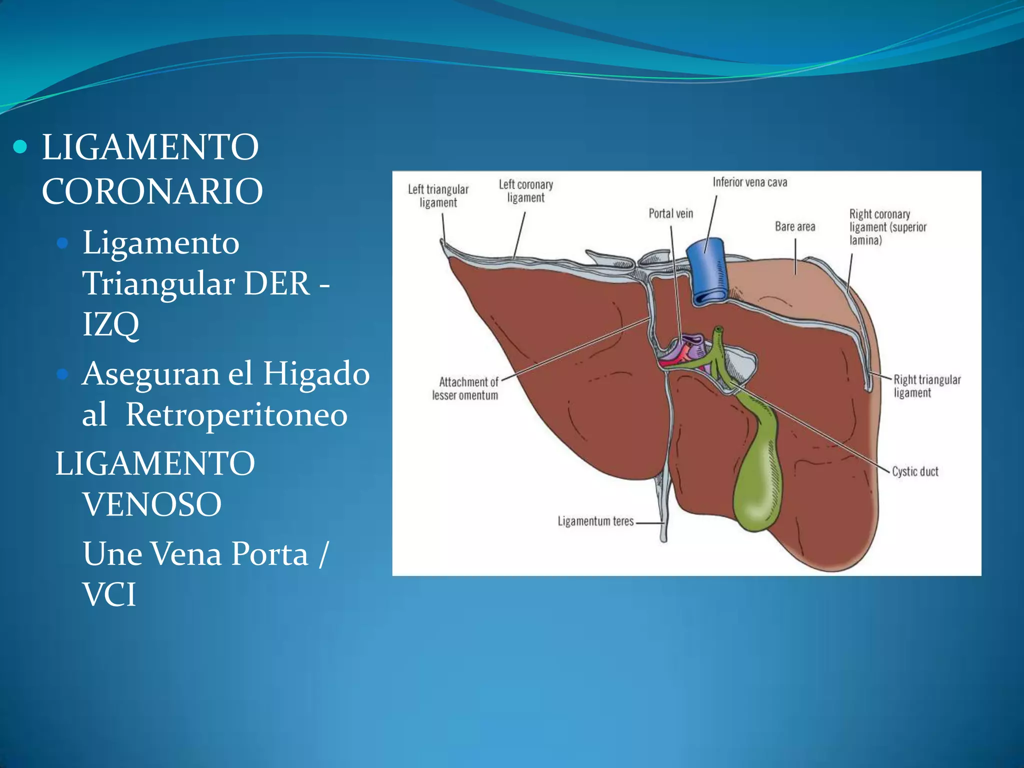 Higado anatomia | PPT