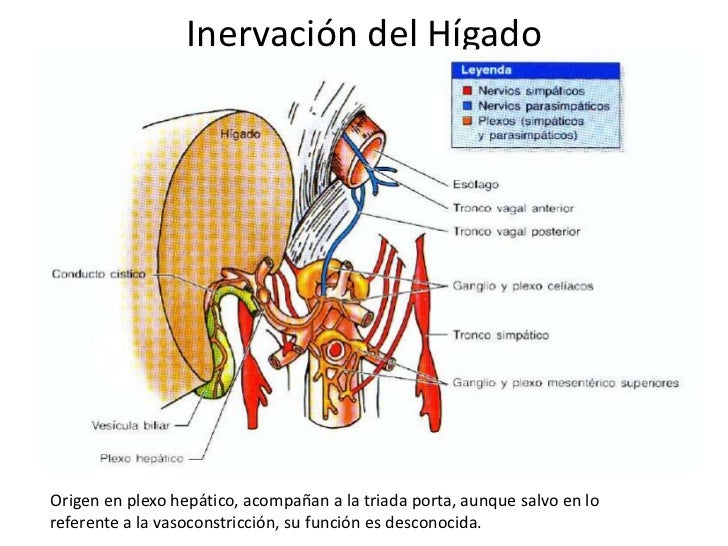 Higado anatomia