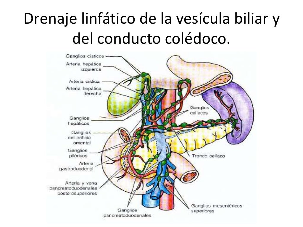 Higado anatomia