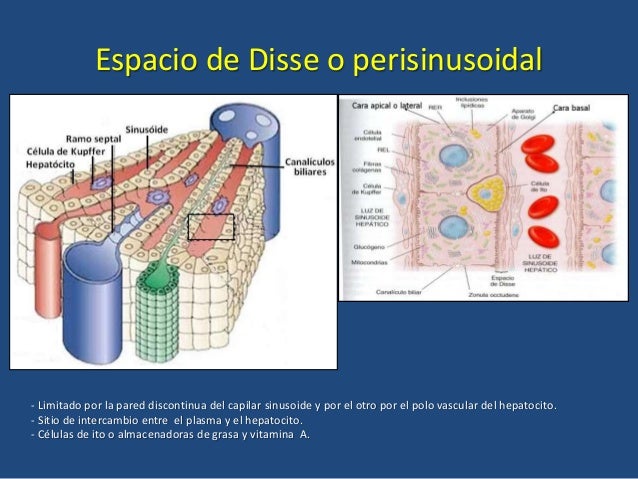 Hígado-Páncreas-Embriología del Sistema Digestivo