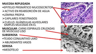 Histología del hígado y vías biliaes | PPTX