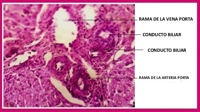 Histología del hígado y vías biliaes