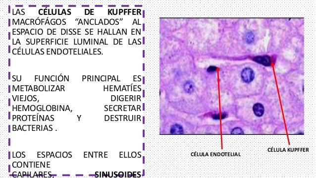Histología del hígado y vías biliaes