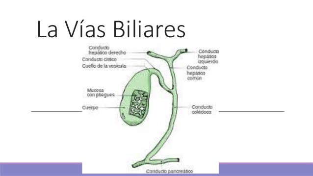 Higado pancreas y vias biliares