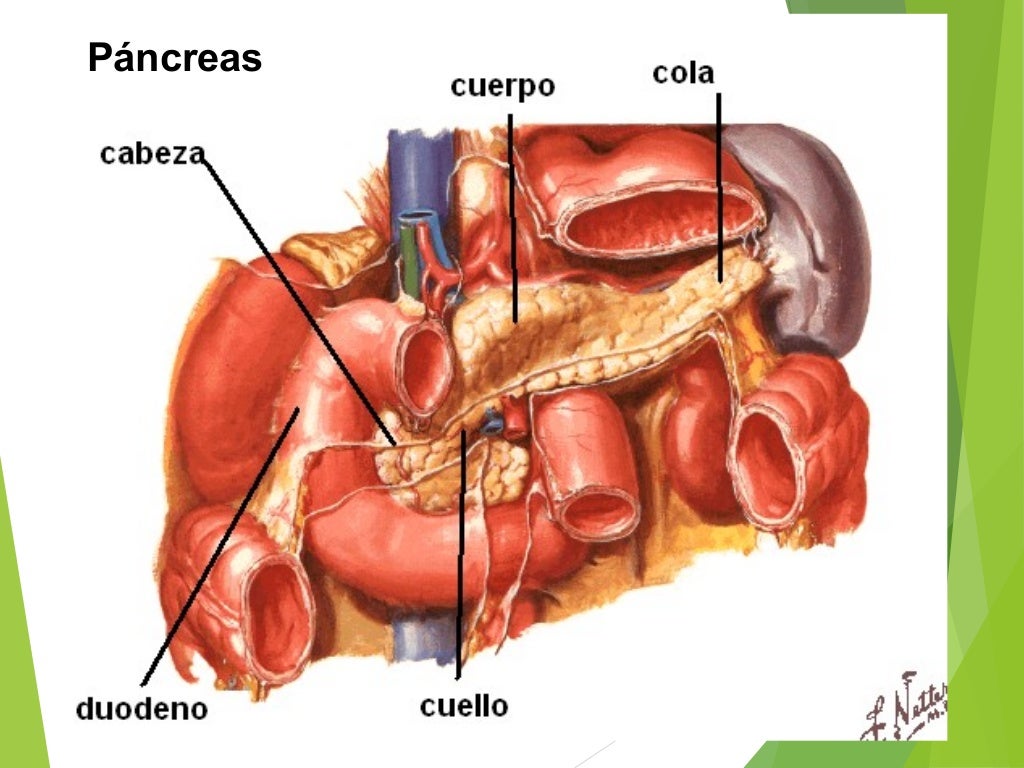 Higado y pancreas