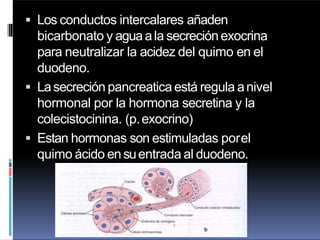 higado y páncreas histologia.pptx