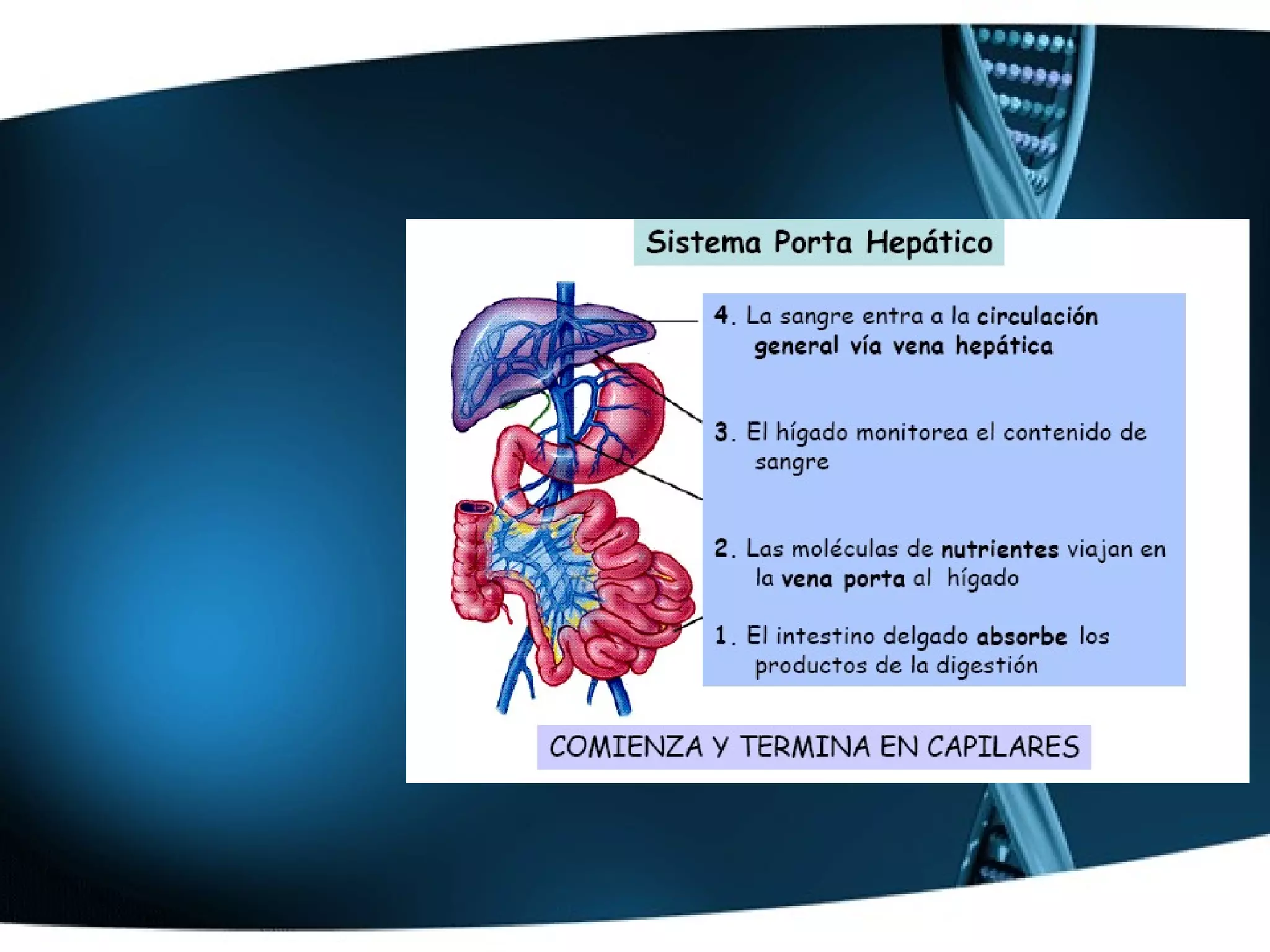 Higado y sistema hepatobiliar | PPT