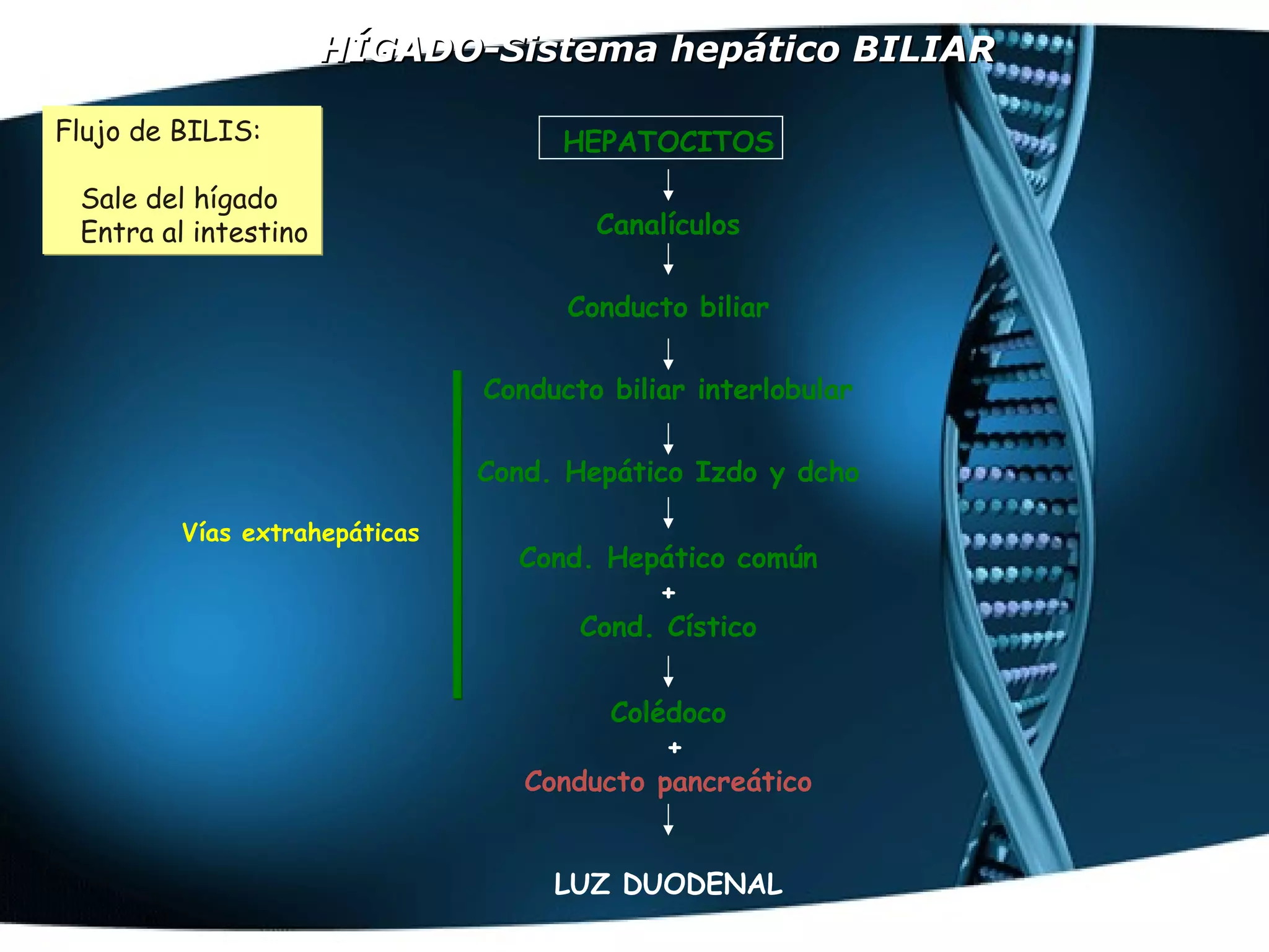 Higado y sistema hepatobiliar | PPT