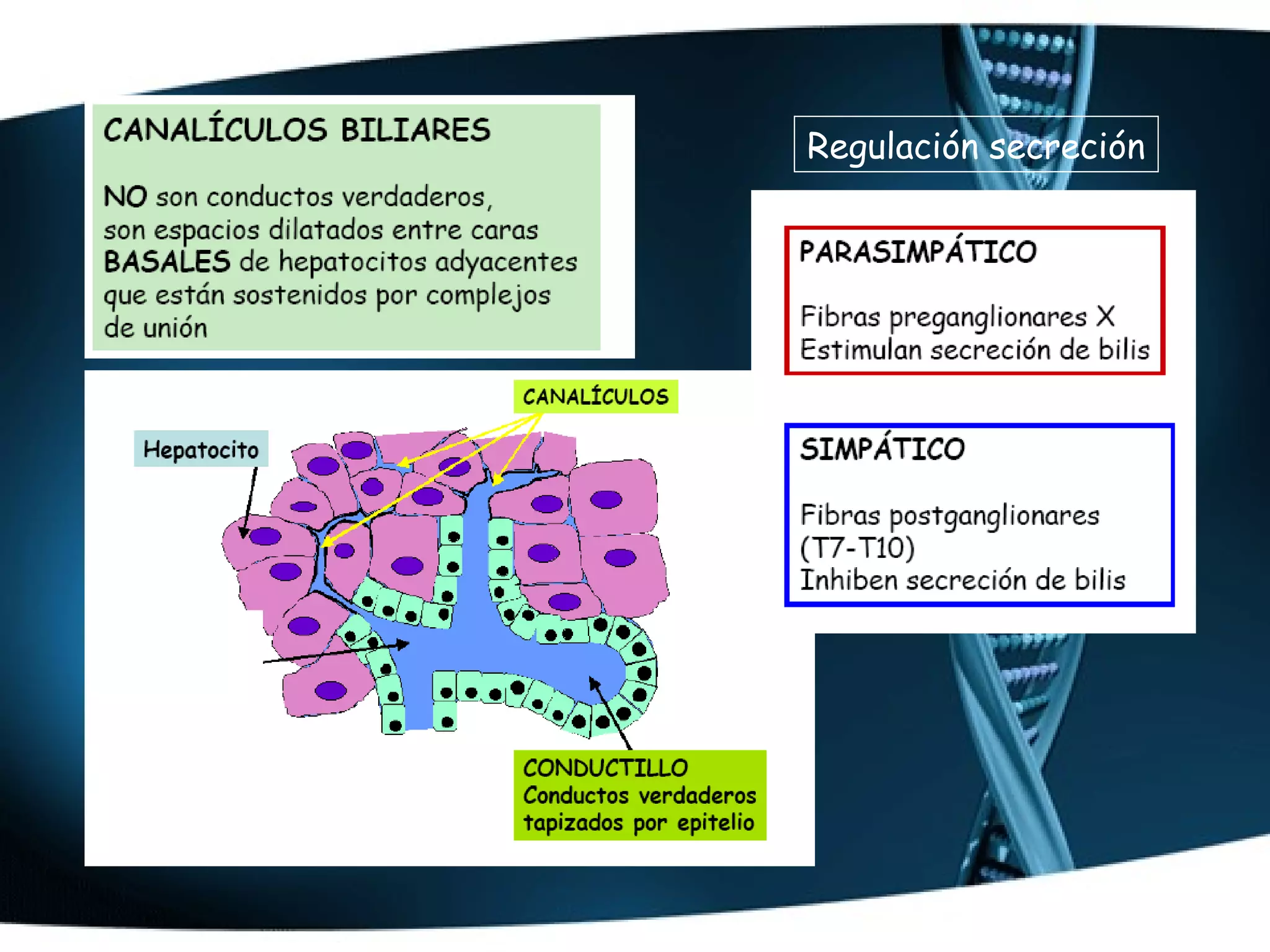 Higado y sistema hepatobiliar | PPT