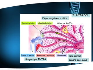 Higado y sistema hepatobiliar | PPT