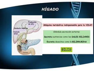 Higado y sistema hepatobiliar | PPT
