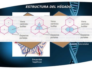 Higado y sistema hepatobiliar | PPT