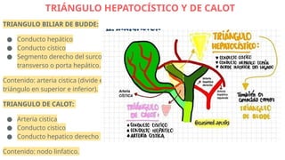 Anatomía del Higado y vesícula biliar.pptx